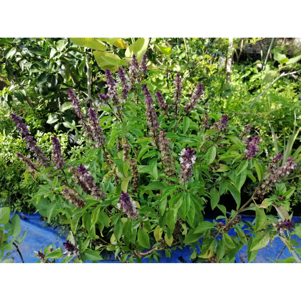 25 pcs seeds SELASIH / Thai Basil / biji benih Pokok Selasih / 25 pcs ...