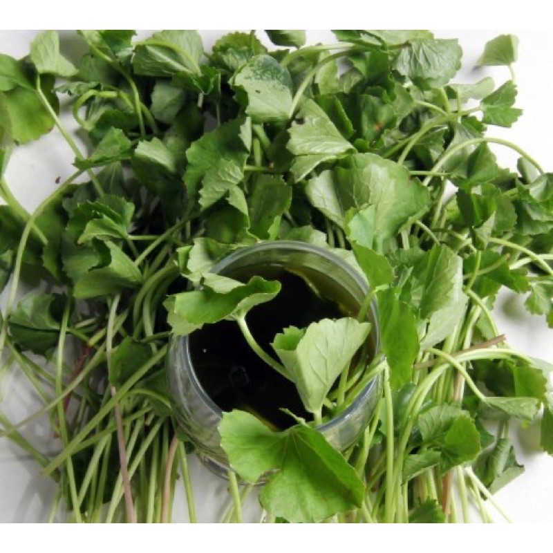 🔥ULAM PEGAGA KAMPUNG/PEGAGA KAMPUNG | Shopee Malaysia