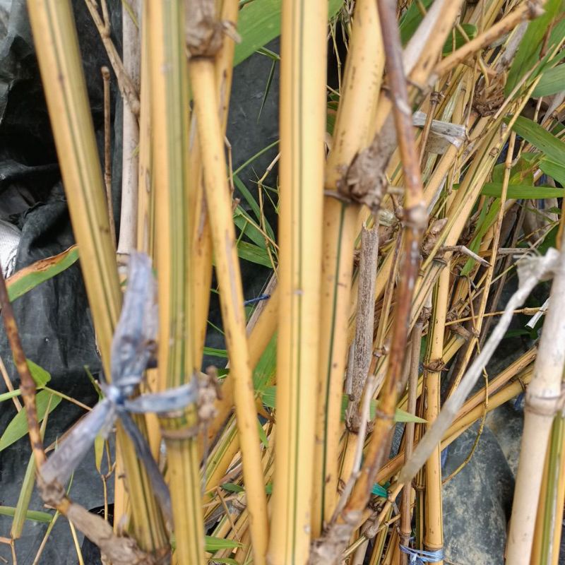 Bamboo Golden/pokok buluh kuning jalur hijau saiz 4kaki.pagar rumah ...