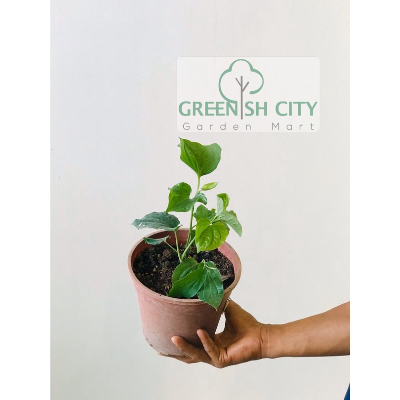 GNC - Daun Kaduk Khasiat Pokok Herba Wild Pepper Herbs 竹叶椒 | Shopee ...