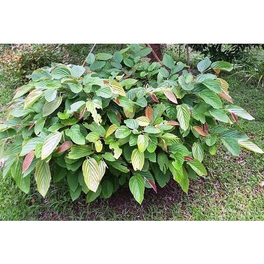 pokok daun seringan/meringan | Shopee Malaysia
