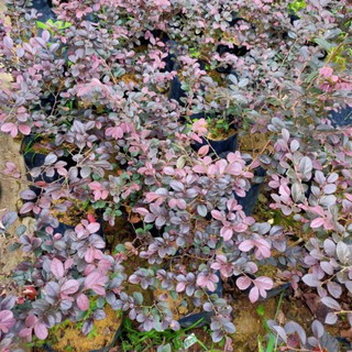 Anak Pokok Kesinai Merah / Sinai Mas / Loropetalum Pokok Hiasan Hidup ...