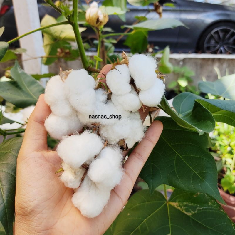 Biji Benih Kapas Putih Renek 10pcs Dwarf White Cotton Seeds Seed ...