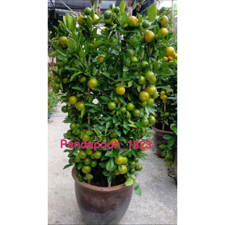 BIG CNY PLANT (>100CM TALL) [READY STOCK] | Shopee Malaysia