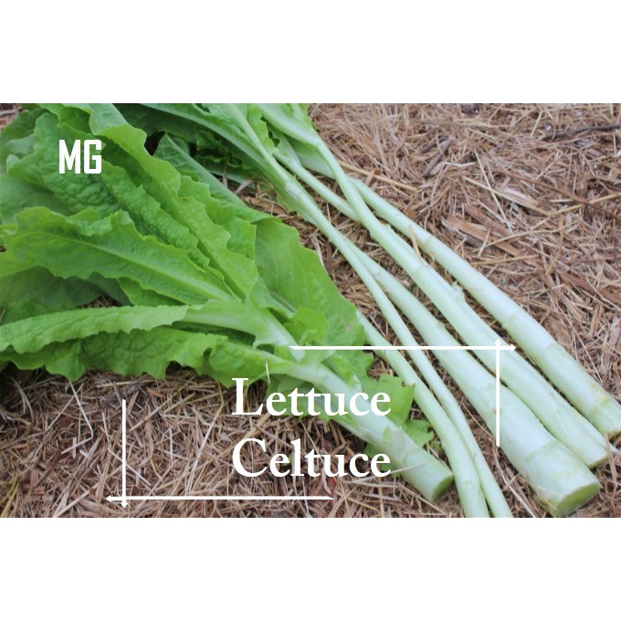 *Easy* Celtuce Lettuce seeds - 1000 seed （尖叶油麦菜）Sharp Leaf Yau Mak *Pot ...