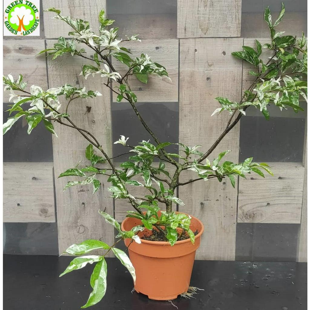 Bonsai - Jeliti Variegated / Society Tree Water Jasmine / Jeliti Batik ...
