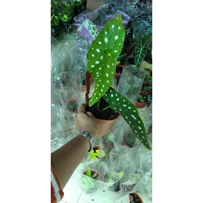 Begonia maculata @ asam batu maculata | Shopee Malaysia