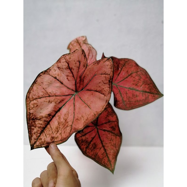 Caladium Festivia (Big size) | Shopee Malaysia