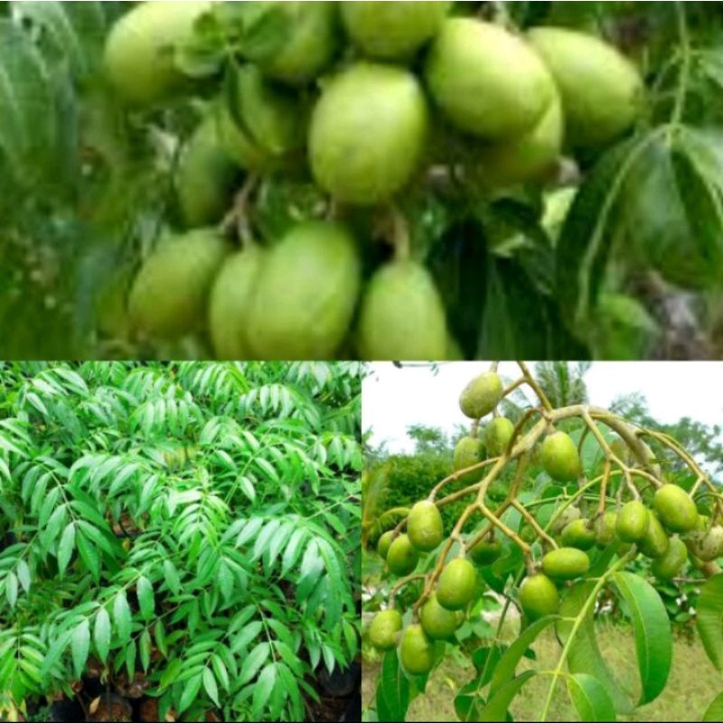 Anak Pokok Buah Kedondong | Shopee Malaysia