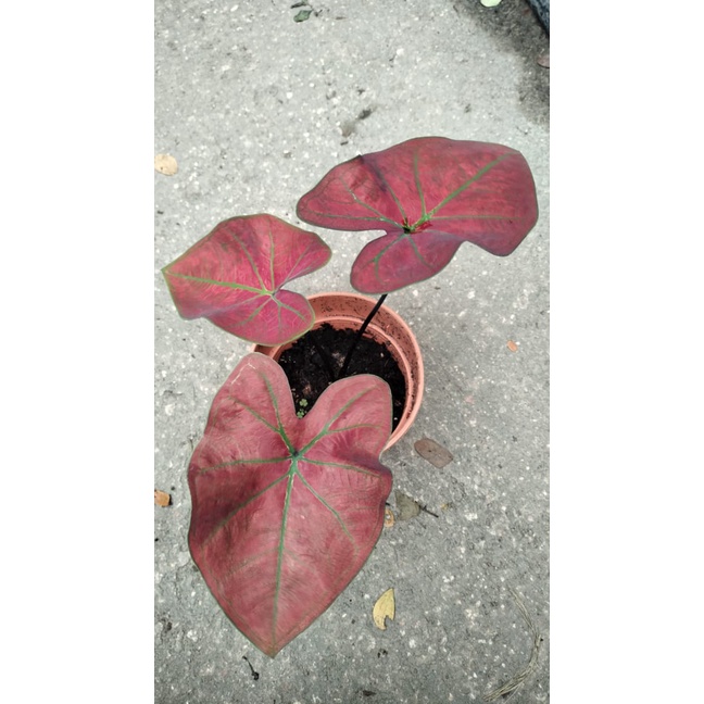 pokok keladi daun merah/ pokok keladi hiasan merah viral/ Pokok hiasan ...