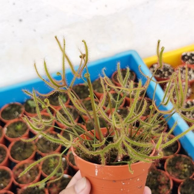 Sundew Drosera Binata Multifida f Extrema Carnivorous Plant | Shopee ...