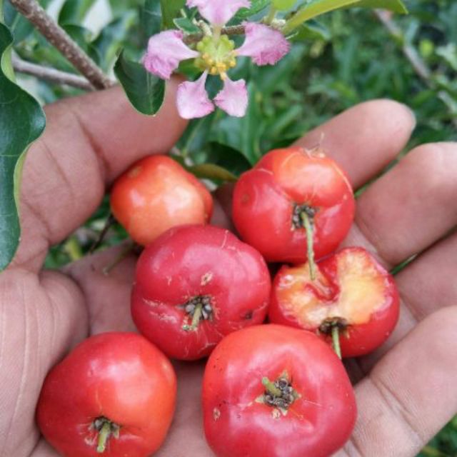 hybrib Pokok Cherry/ceri barbados @ Brazil.boleh tanam dalam pasu ...