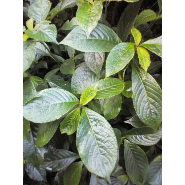 daun pecah beling/pecah kaca (keratan/daun segar) | Shopee Malaysia