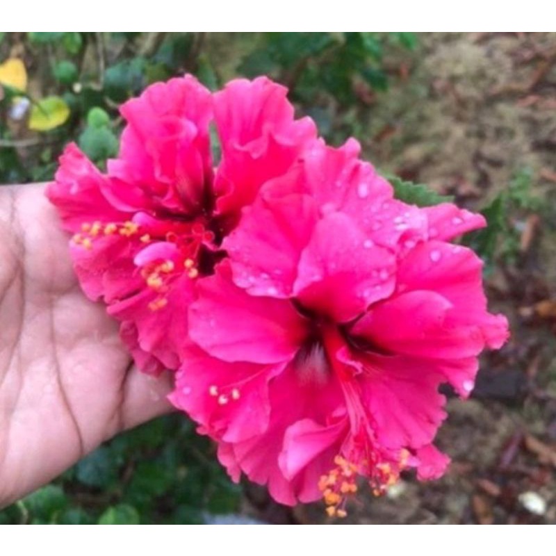 Part 4/6 : Pokok Bunga Raya Hibiscus Rose Of Sharon Lavender Chiffon ...