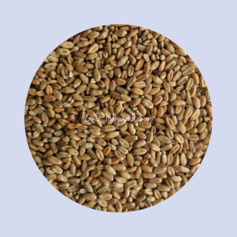 Biji Gandum Bersih 25kg / White Clean Wheat Grain Seed / Makanan Haiwan ...
