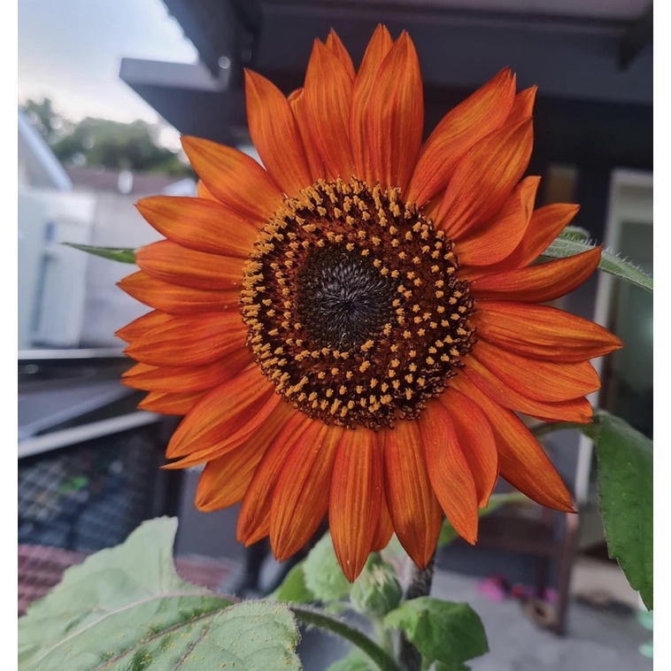 Red sunflower seeds Hongyun sunflower seeds 50pcs / 红色向日葵种子鸿运向日葵种子 ...
