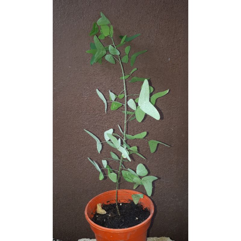 Pokok Rerama hijau , pokok herba (saiz pokok seperti dalam gambar ...