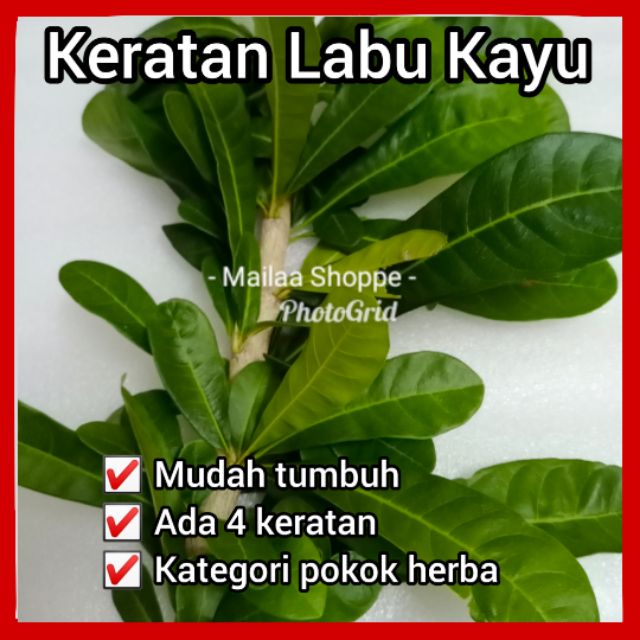 🔥Keratan Labu Kayu Pokok Herba🔥Penawar kanser👍 | Shopee Malaysia