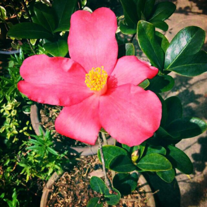 pokok bunga camelia azalea(pokok besar) | Shopee Malaysia