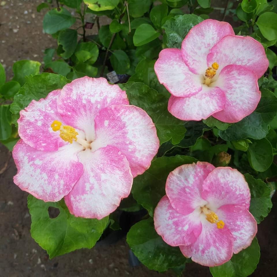 Anak Pokok Bunga Raya/Hibiscus Hibrid/Hybrid Impot Season 4 | Shopee ...