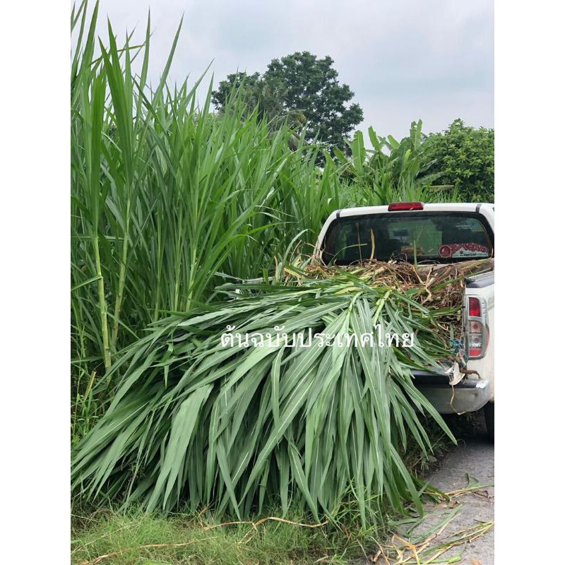 DAUN NAPIER PAKCHONG 1KG RM3.50 / BENIH NAPIER PAKCHONG 1KG RM3.90 ...