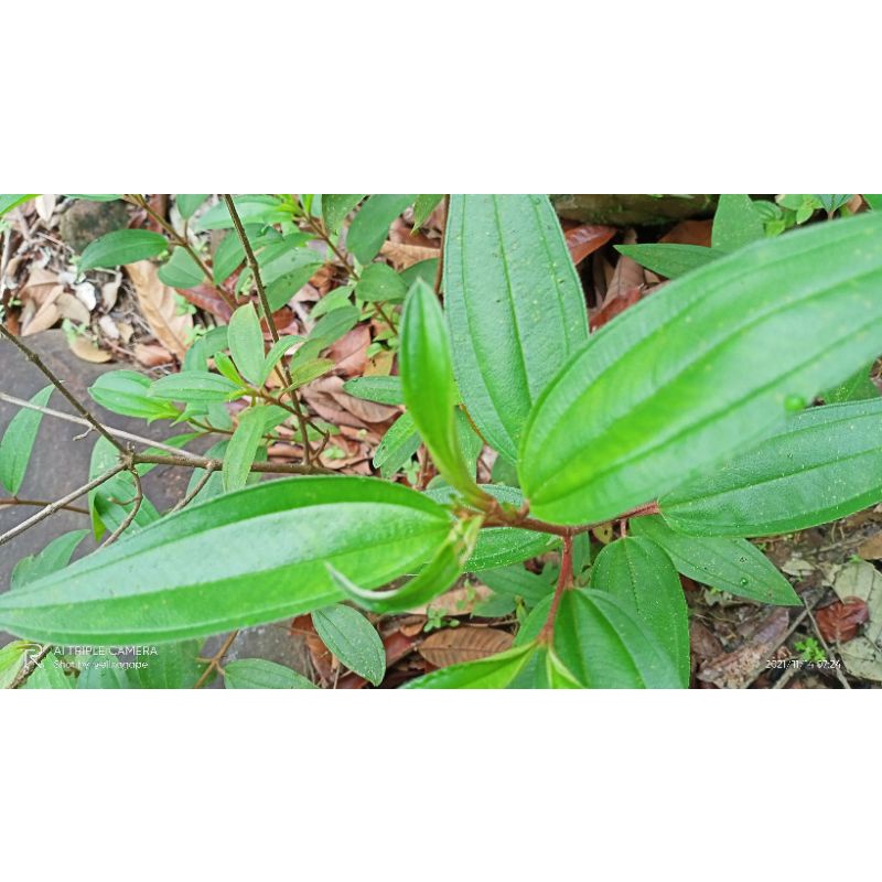 Daun senduduk ungu Singapore rhododendron Melastoma malabathricum 100gm ...