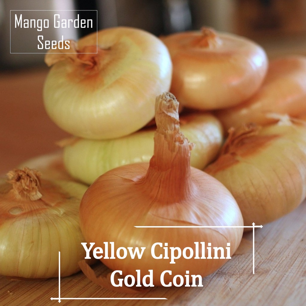 Yellow Cipollini Gold Coin Onion Seeds - 30 Seed *Pot Friendly* Tanam ...