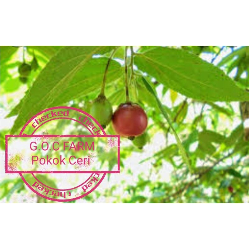 Keratan Batang Pokok Ceri (Sepotong Batang RM 5) | Shopee Malaysia
