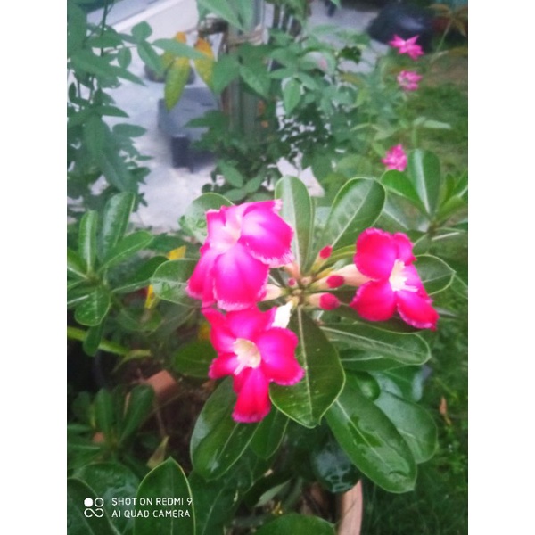 anak pokok bunga Adenium | Shopee Malaysia