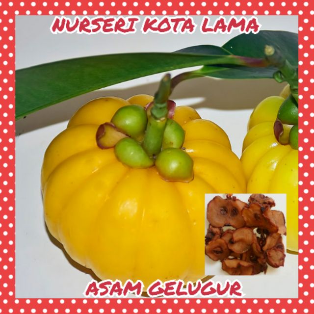 🔥HYBRID🔥 POKOK ASAM GELUGUR / Gelugo / Asam Keping / Laksa Asam Tree ...