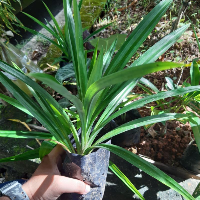 Pokok Pandan Wangi Dalam Polybag / Anak Pokok Pandan / Pandanus ...