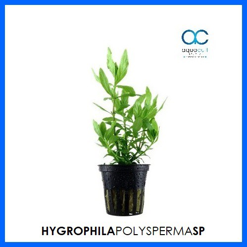 Hygrophila Polysperma sp/Dwarf Hygrophila - Pot (Aquascape/Aquarium ...