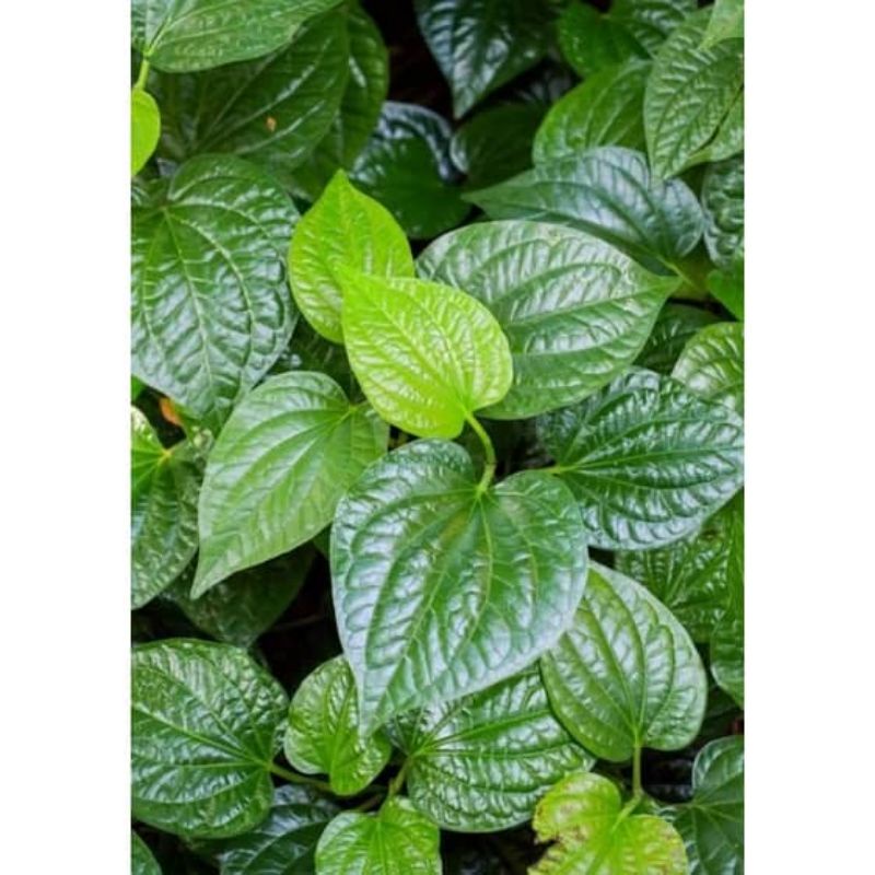 Piper sarmentosum (pokok kaduk) | Shopee Malaysia