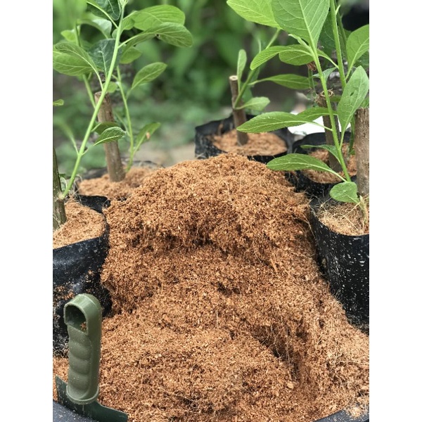Cocopeat 100% Sabut Kelapa Asli [5KG] | Shopee Malaysia