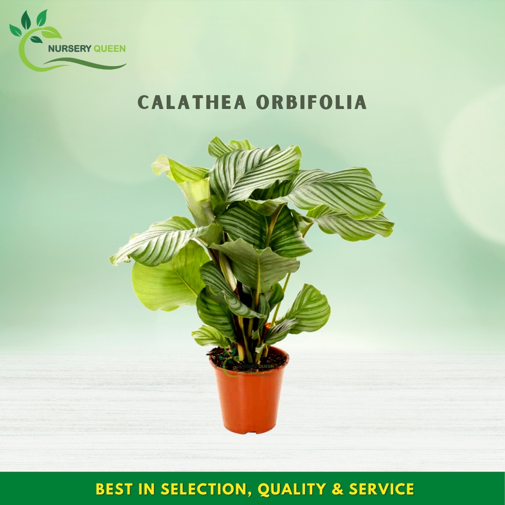 Anak Pokok Calathea Fasciata Orbifolia Pokok Calathea Orbitalia Live ...