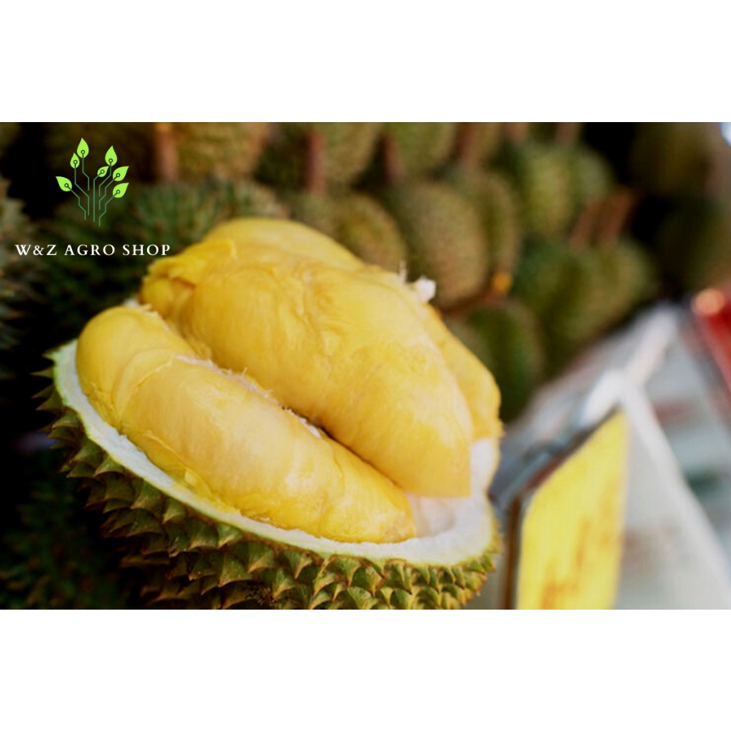 Pokok Durian Mothong Hybrid (EXPRESS SHIPPING) | Shopee Malaysia