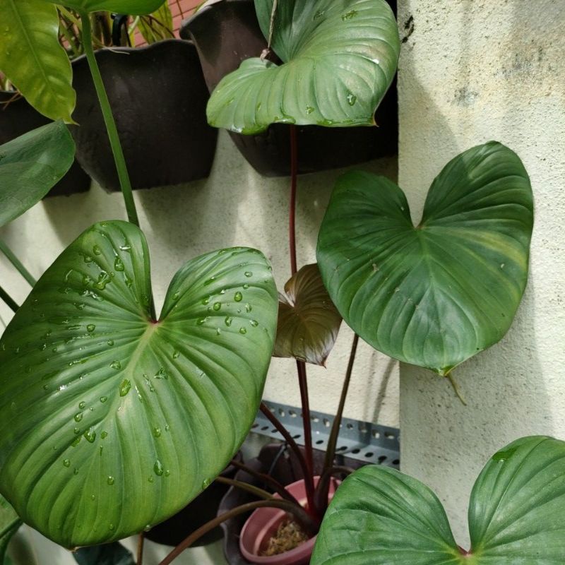 Anak Pokok Kemoyang Batang Merah | Shopee Malaysia
