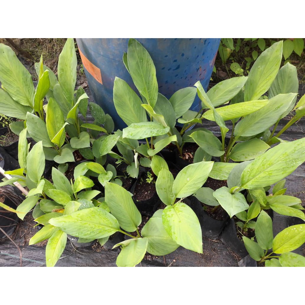 ANOR - Anak Pokok Temu Kunci ( Pokok Herba ) | Shopee Malaysia