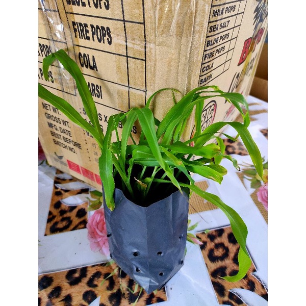 Anak pokok jagung manis Cameron highlands free sample baja | Shopee ...