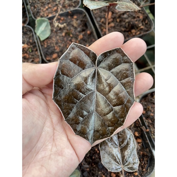 Batman sp piper plant | Shopee Malaysia