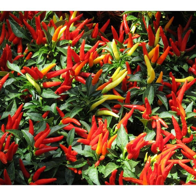 Ready Stock CABAI BESAR CABAI API CILI PADI KECIL BIJI BENIH SMALL ...