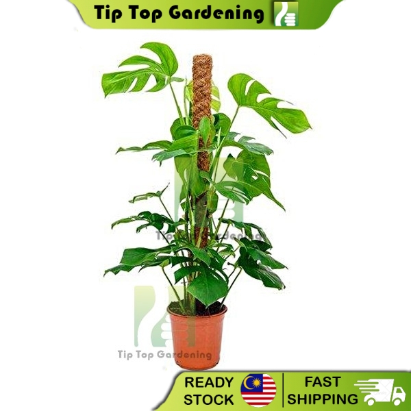 COCONUT HUSK STICK FOR PLANT SUPPORT POLE INDOOR OUTDOOR GARDENING ...