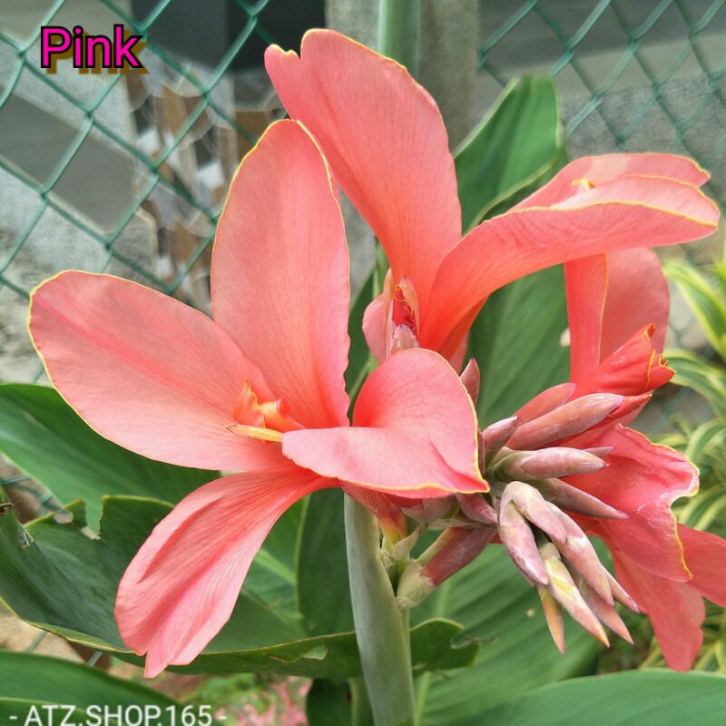 Pokok Bunga Tasbih/Canna Lily(Anak pokok ) | Shopee Malaysia
