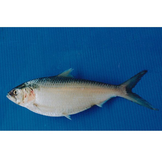 1Kg± Premium Ikan Terubuk Toli Shad Fish Frozen Terobok Terubok Terobuk ...