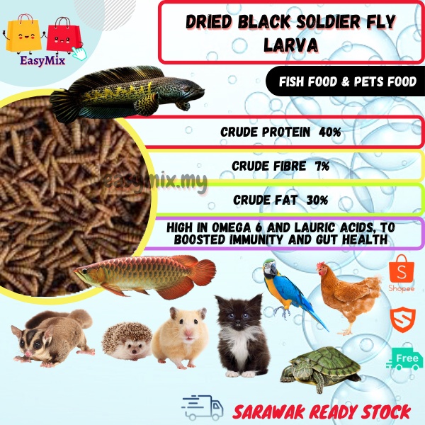Dried Black Soldier Fly Larva BSFL Dried Phoenix Makanan Ikan Channa ...