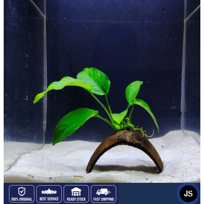 🔥Buy 3 Free 1🔥Anubias, Windelov & Java Fern Aquatic Live Plant (Anubias Nana/Pokok hiasan ...