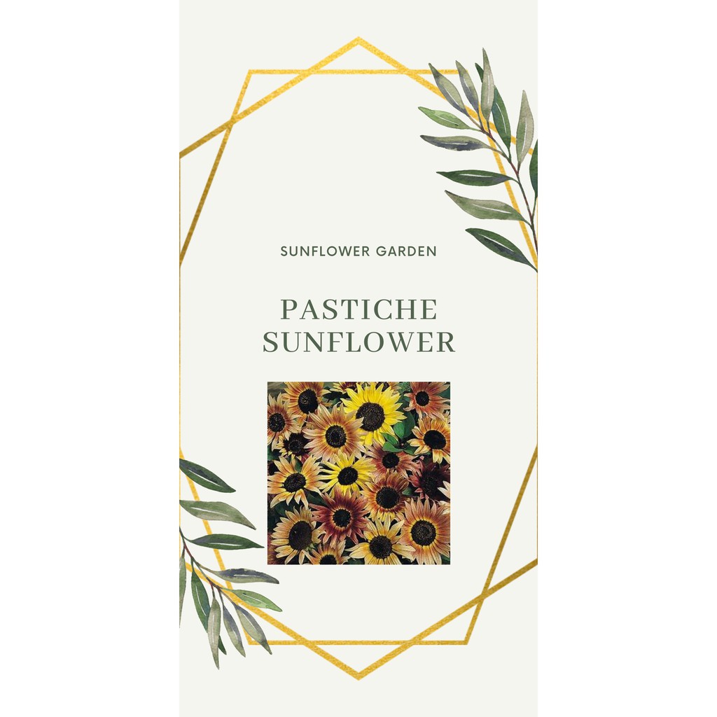 Pastiche Sunflower - (10 seeds) | Shopee Malaysia