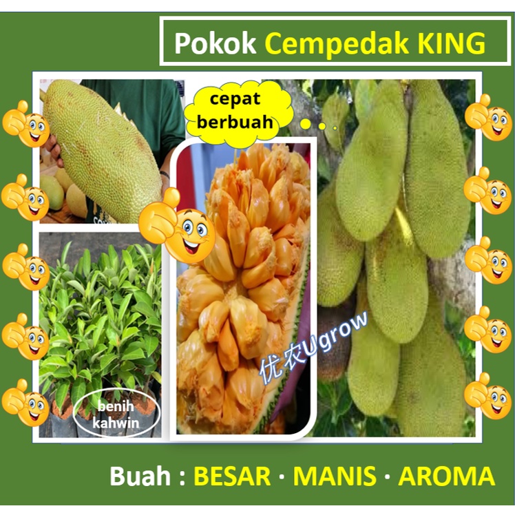 Anak Pokok Cempedak KING 尖不叻王 树苗 Sapling Cempedak KING | Shopee Malaysia