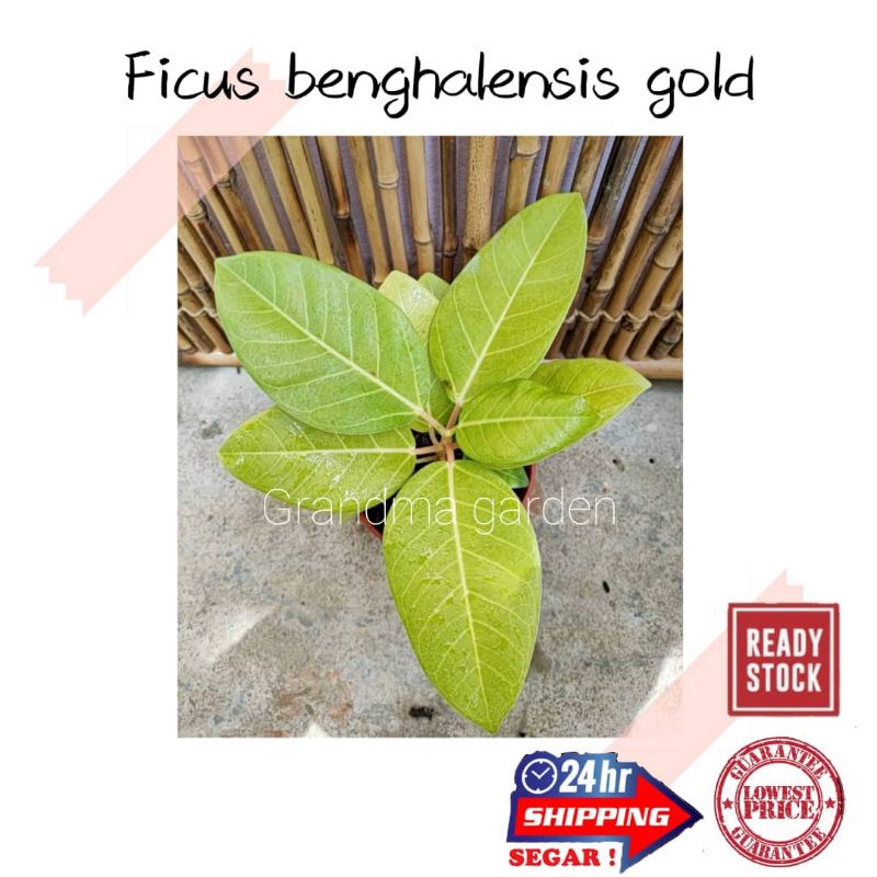 (GG real plant) ficus benghalensis gold ^ anak pokok hidup hiasan rumah ...