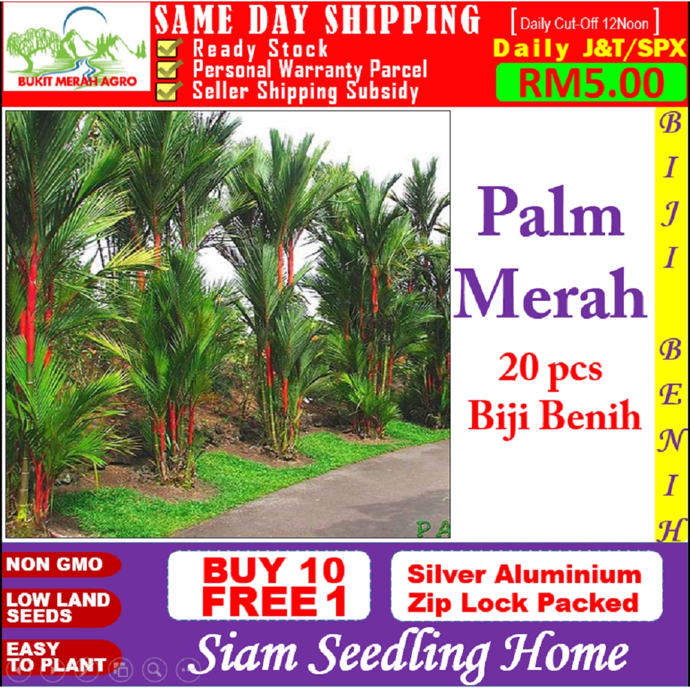 LIMITED STOCK Biji Benih Palm Merah/ Red Palm/ Cyrtostachys Renda/ Red ...